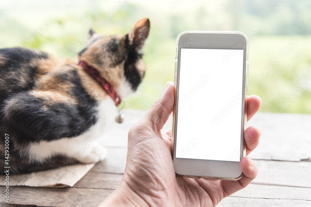 Hand holding smart phone with empty white screen for text and cat with ...