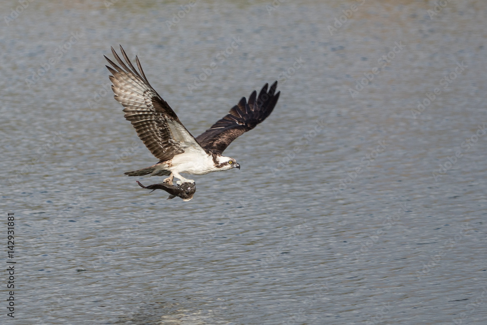 Osprey, —also called Fish eagle, Sea hawk, River hawk, and fish hawk—is ...