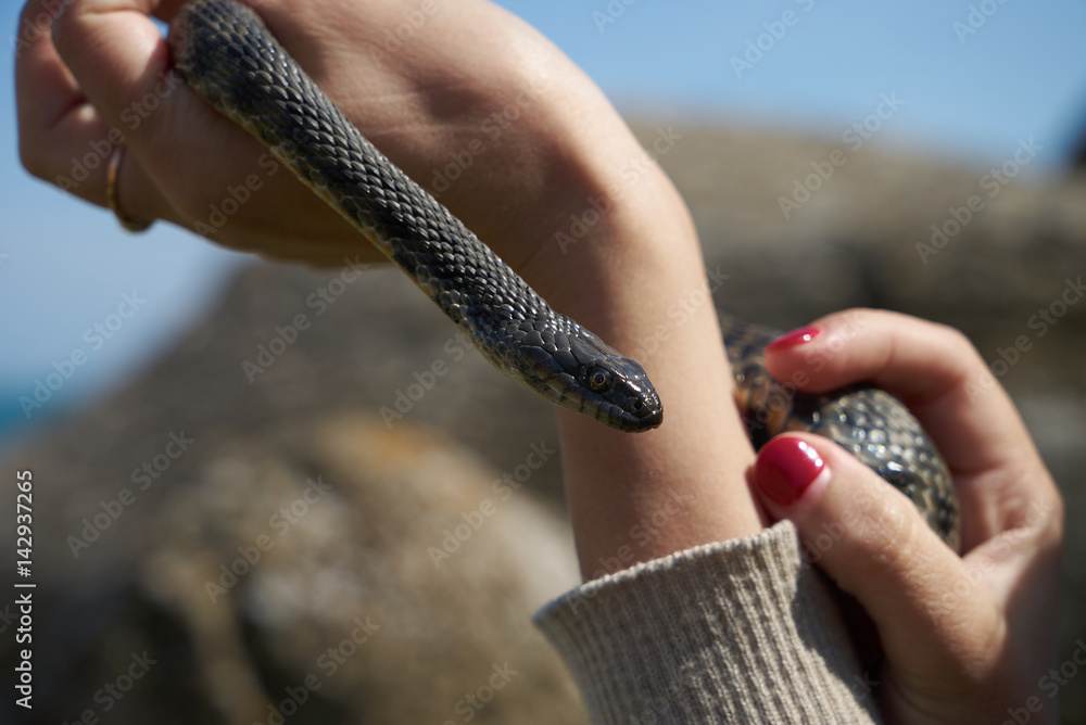 Common viper snake on human hand Caught on a mountain road on a sunny ...