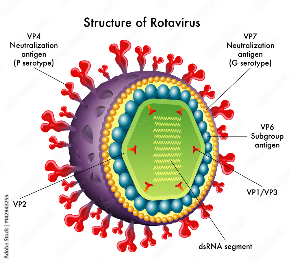 Structure of Rotavirus Stock Vector | Adobe Stock