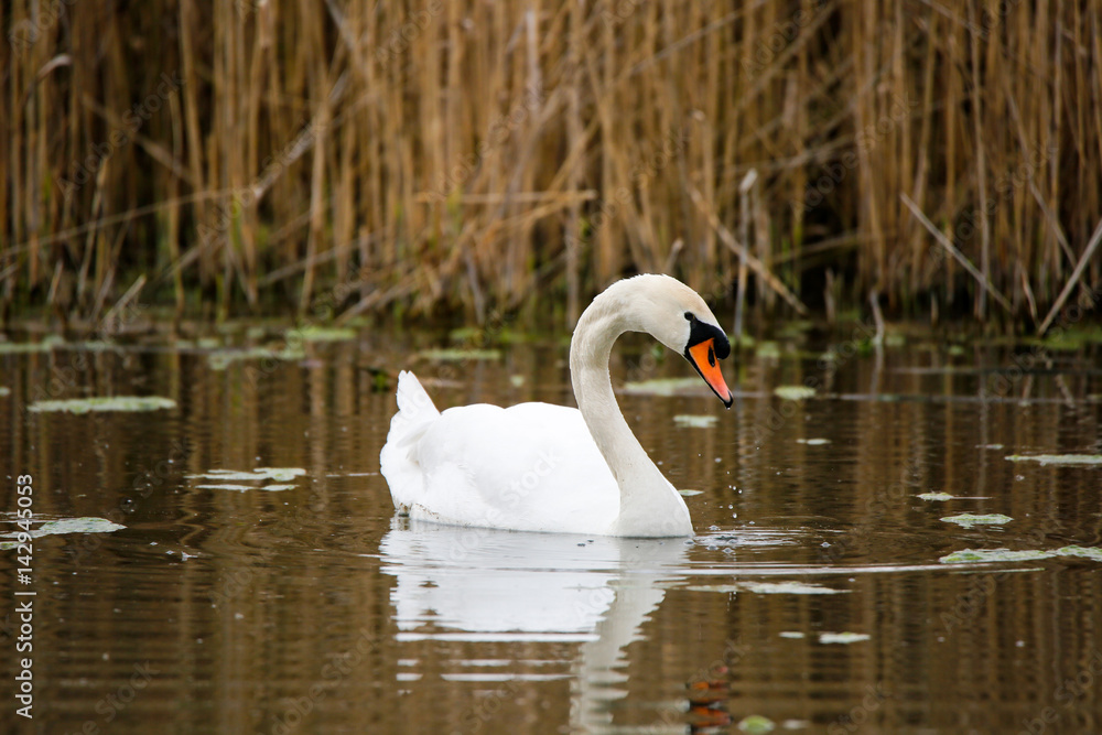 Schwan Stock Photo | Adobe Stock