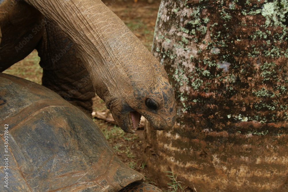 Aldabra Giant Tortoise (Dipsochelys gigantea), This animal is the last ...