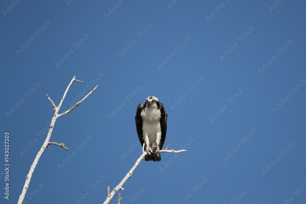 Osprey, —also called Fish eagle, Sea hawk, River hawk, and fish hawk—is ...