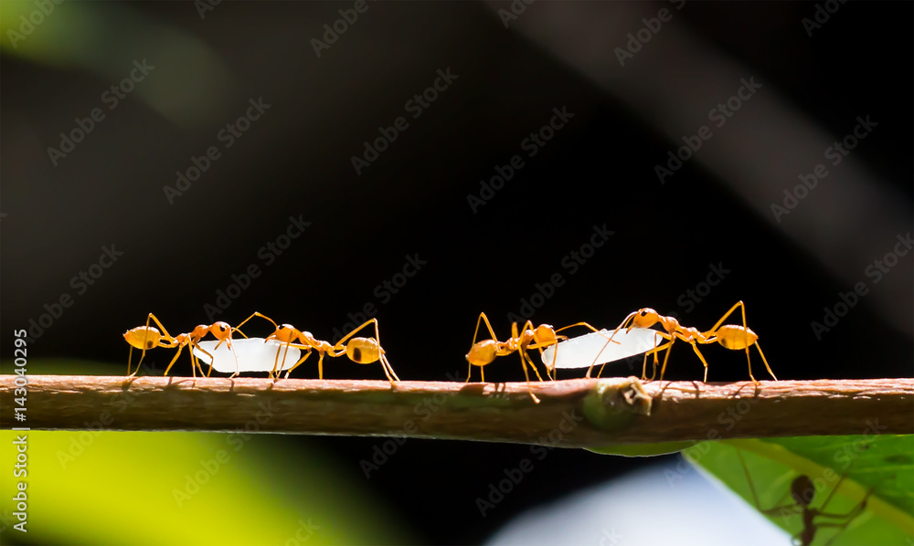 Ants carrying grain of rice Stock Photo | Adobe Stock