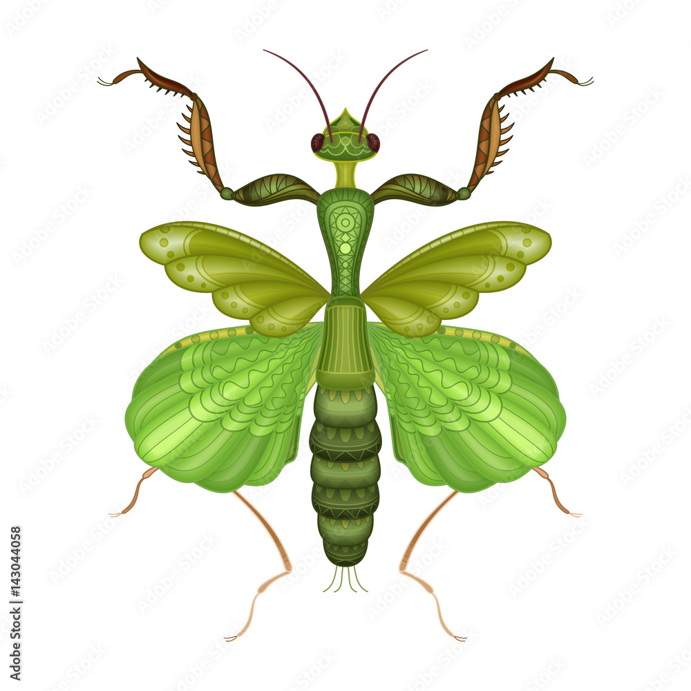 Vector Decorative Indian Flower Mantis. Isolated On Transparent ...