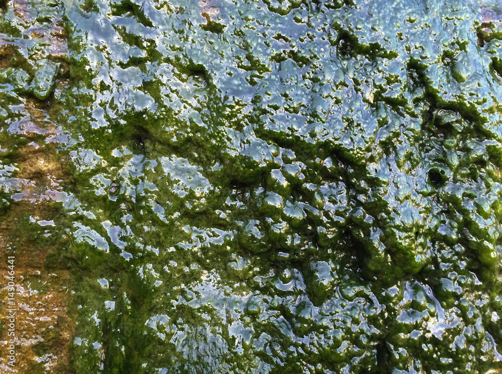 Green Cyano Algae