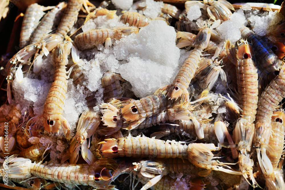 Fresh mantis shrimp or adriatic prawns (Squilla mantis) with ice ...