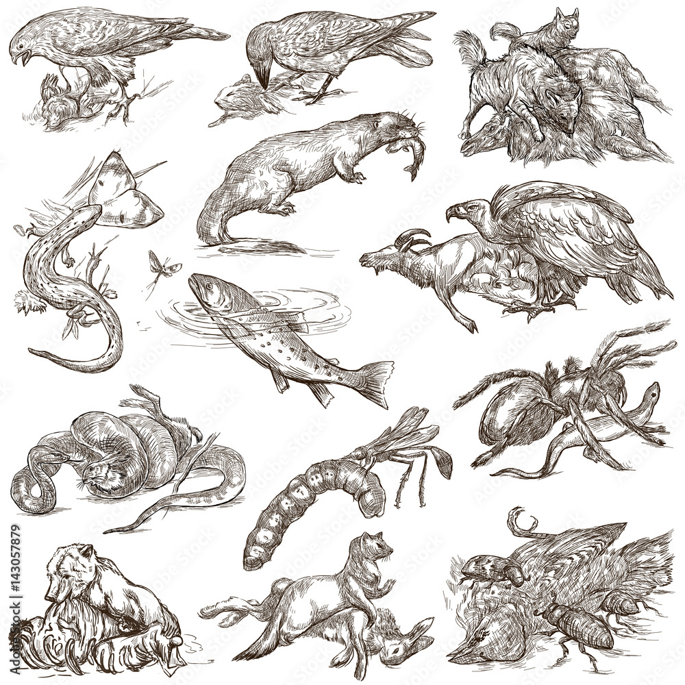Animals in action, Predators - An hand drawn full sized illustrations ...