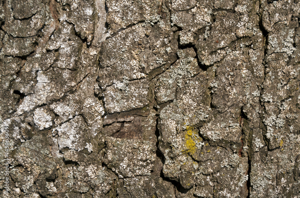 Color tree bark texture. Stock Photo | Adobe Stock