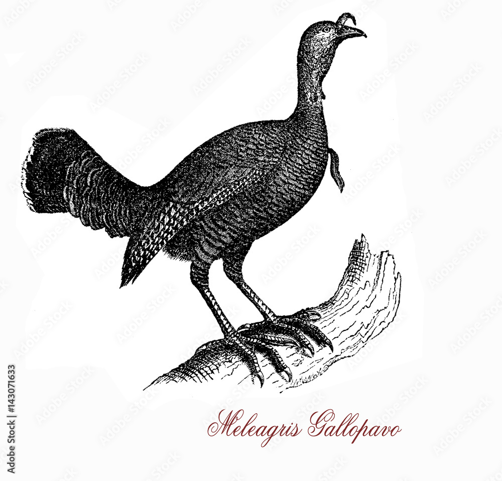Wildlife vintage engraving of wild turkey, ground bird native of North ...