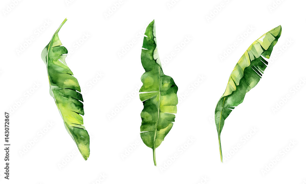 Watercolor illustration of tropical leaves, dense jungle. Hand painted ...