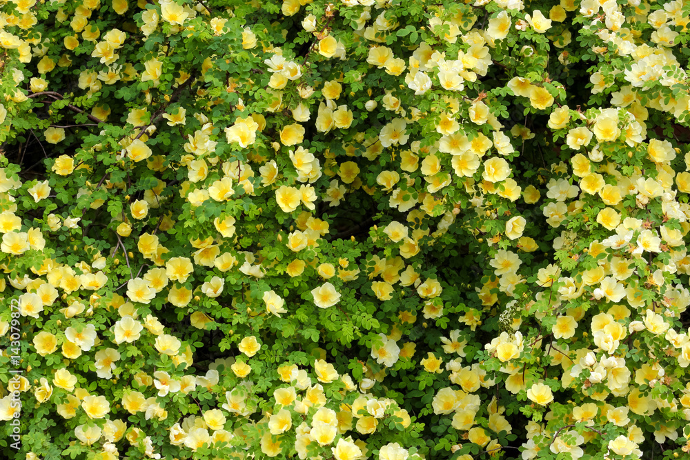 Wildrose - Rosa Xanthina - Rosa Hugonis - Chinesische Gold-Rose Strauch ...