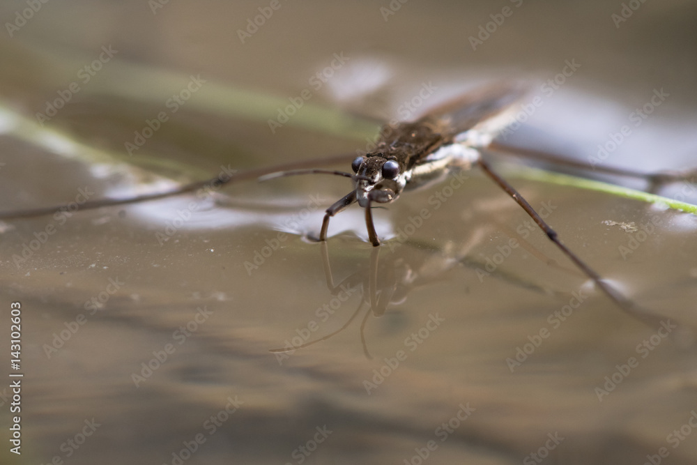 Common pond skater (Gerris lacustris). Aquatic bug aka common water ...