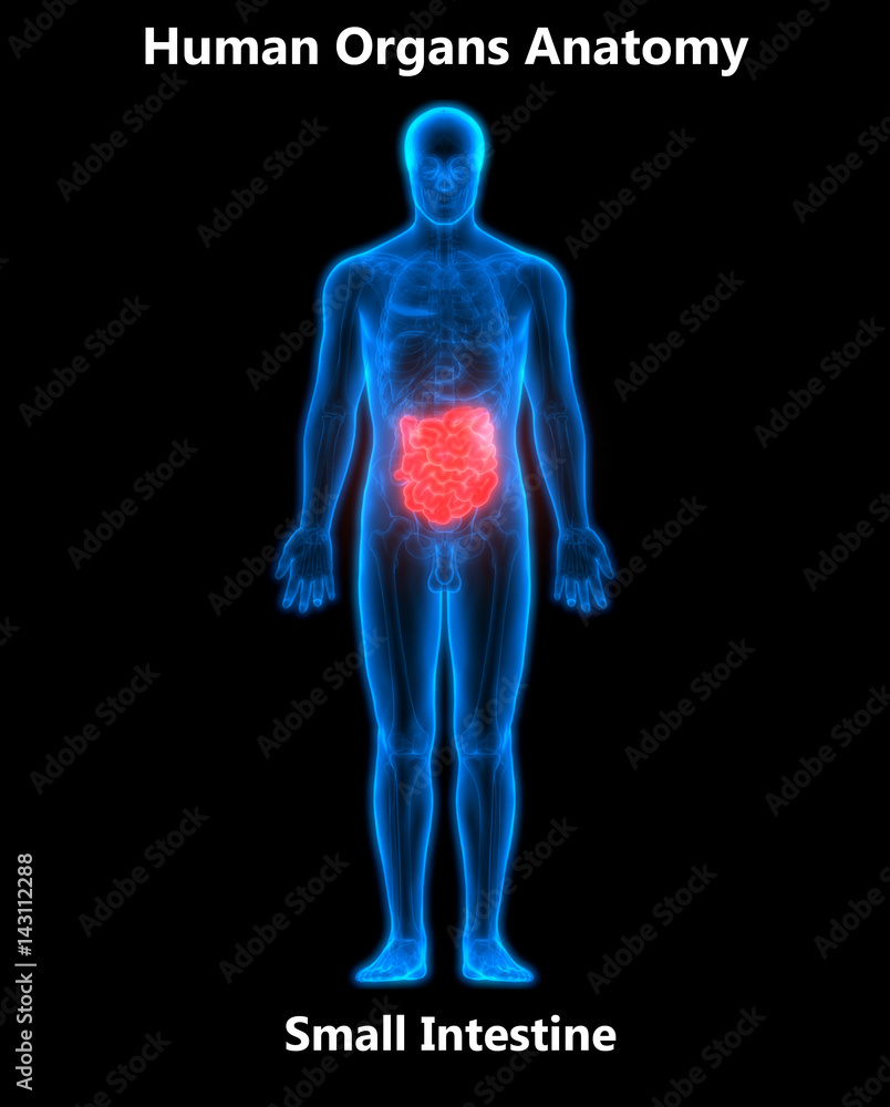 Human Digestive system Anatomy (Small Intestine) Stock Illustration ...