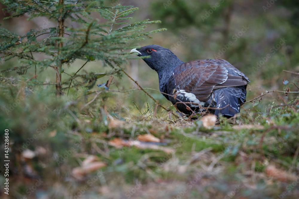 Very rare wild capercaillie in the nature habitat in european woodland ...
