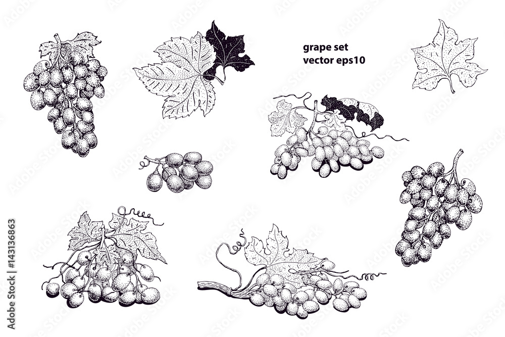 vector grape set illustrations. Can be use for background, design ...