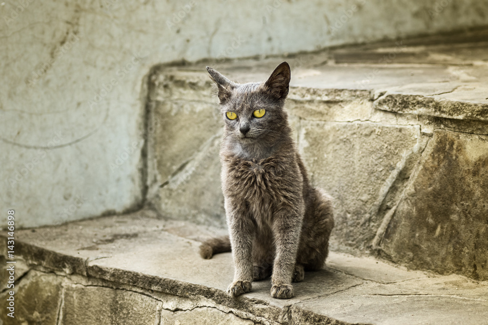 Portrait of alien cat with yellow eyes sitting on a footstep Stock ...