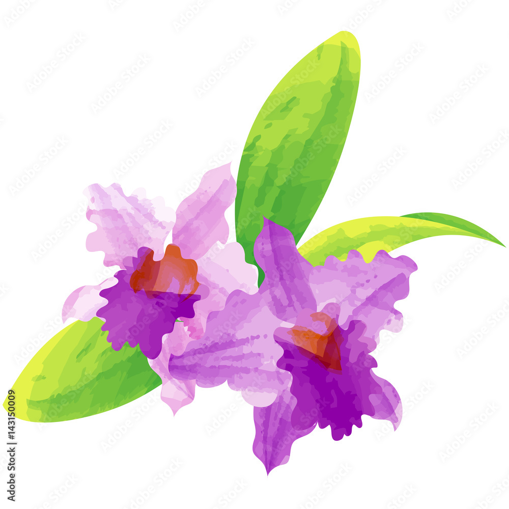 cattleya - birth flower vector illustration in watercolor paint ...