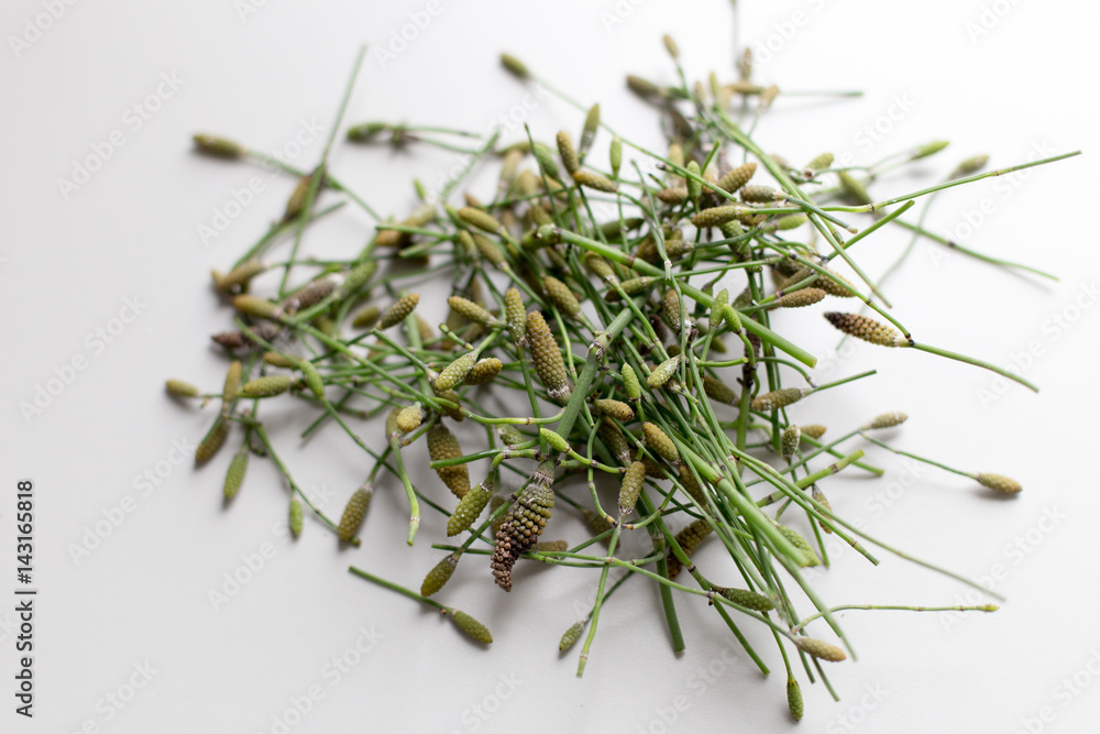 Strobilus, Sporangiophores and Spore elaters of Equisetum under the ...