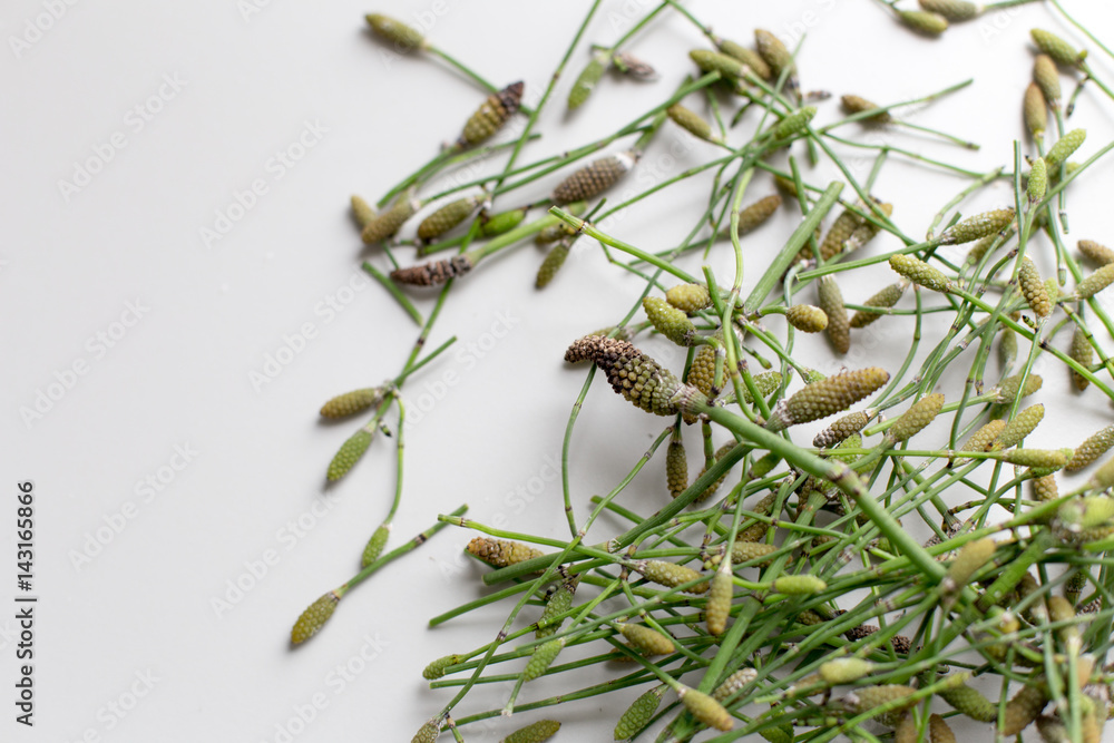 Equisetum Microscope