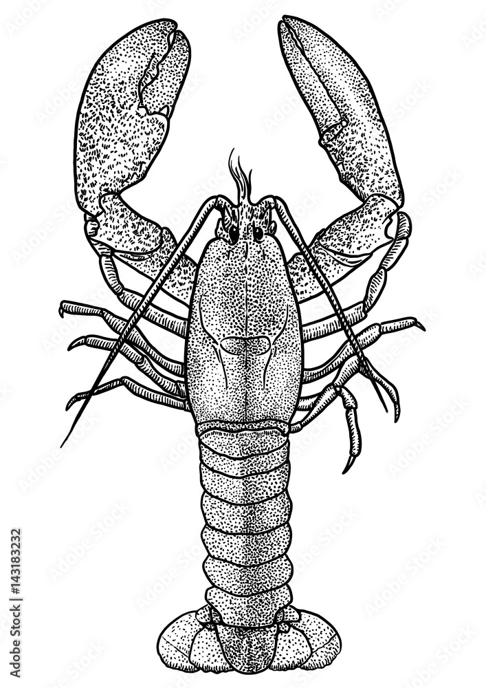 Lobster illustration, drawing, engraving, ink, line art, vector Stock ...