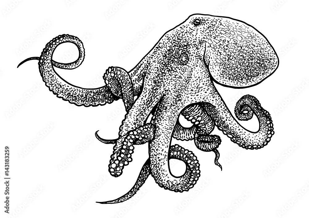 Octopus illustration, drawing, engraving, ink, line art, vector Stock ...