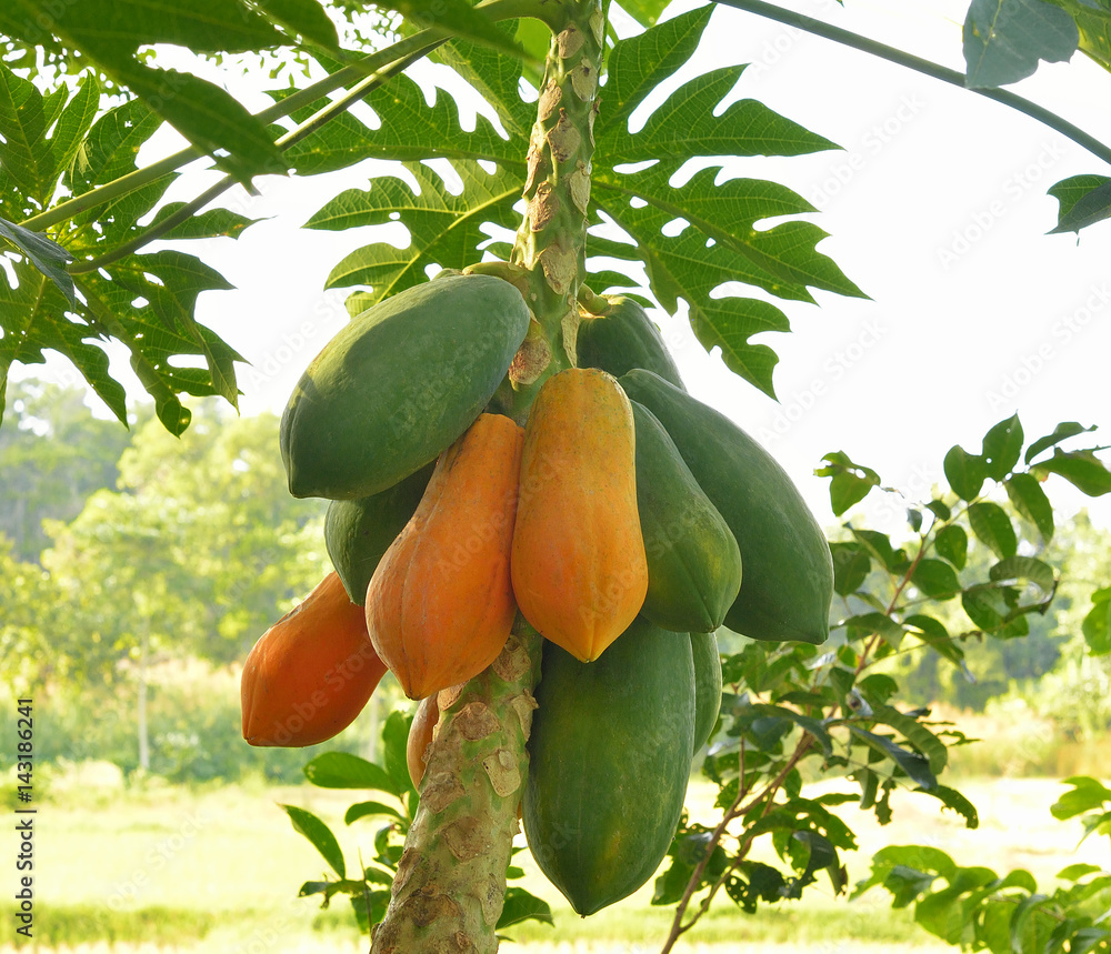 Papaya tree in the orchard of Thailand Stock Photo | Adobe Stock
