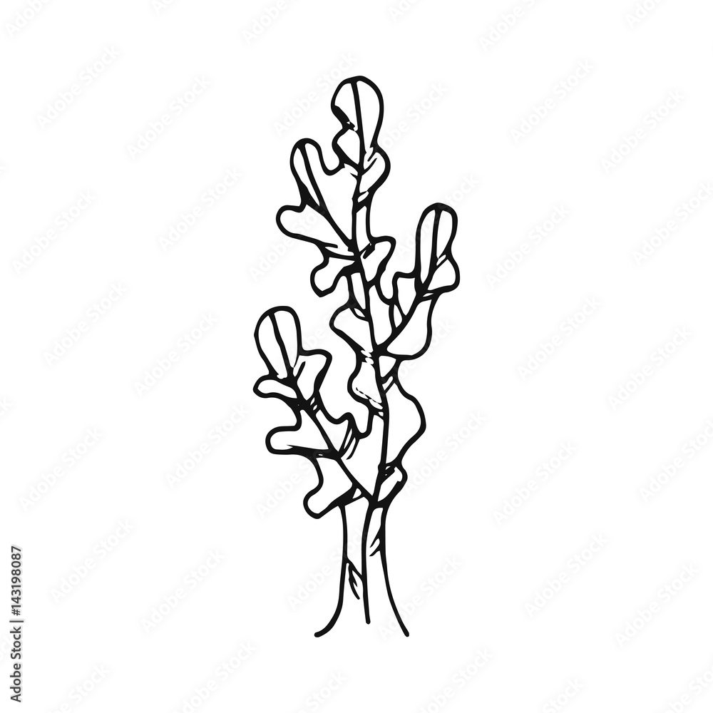 Algae drawing vector isolated Stock Vector | Adobe Stock