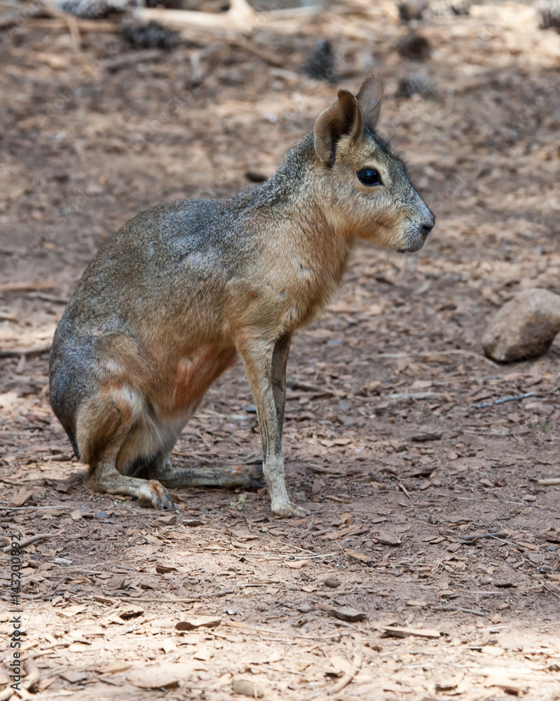 Patagonian Cavy Stock Photo | Adobe Stock