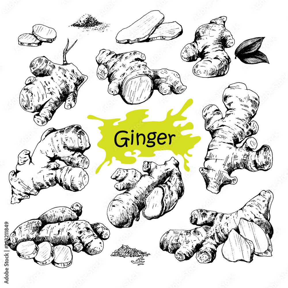 Hand drawn ginger set Stock Vector | Adobe Stock