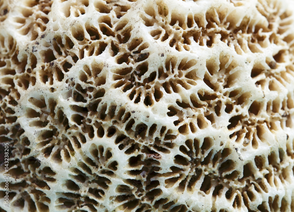 Dead coral texture macro photo. Seashore animal old coral structure ...