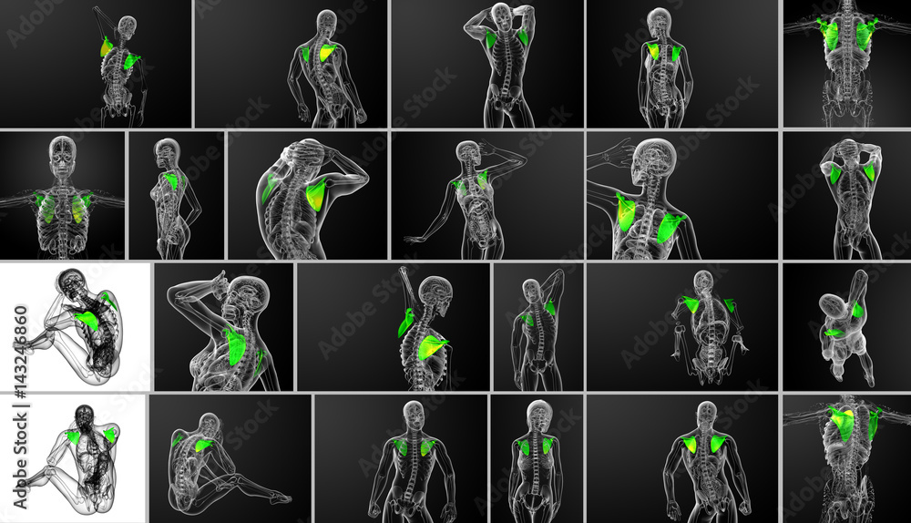 3d rendering medical illustration of the scapula bone Stock ...