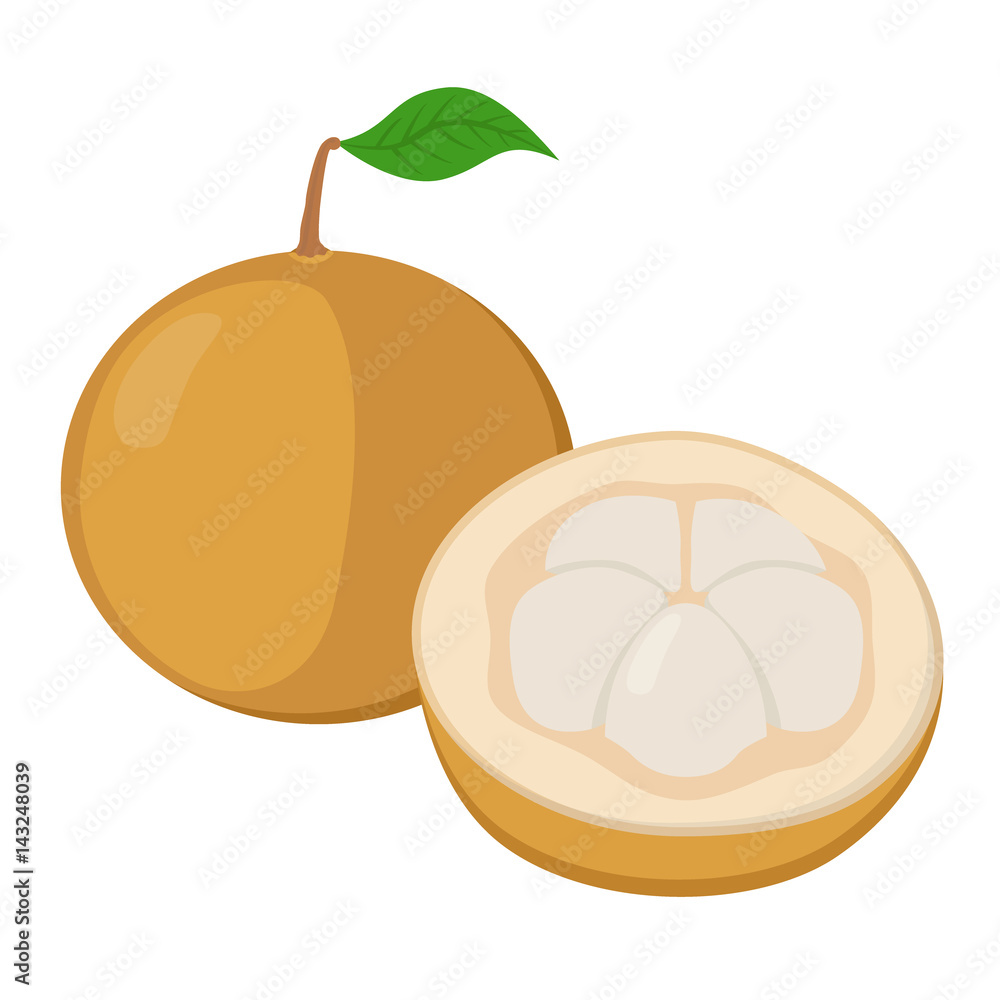 Santol, krathon tropical fruit. Exotic tropical nutrition. Cartoon flat ...