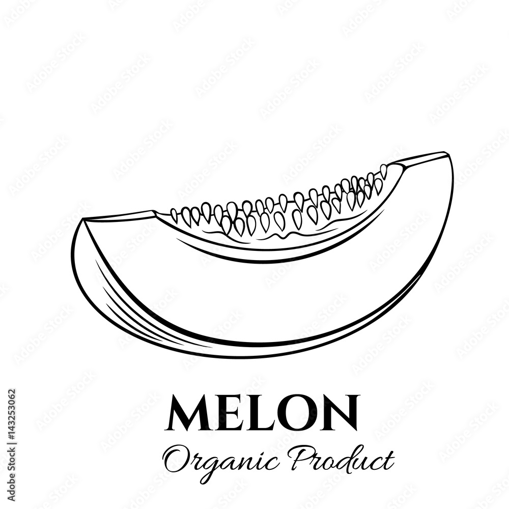 Hand drawn melon icon. Stock Vector | Adobe Stock