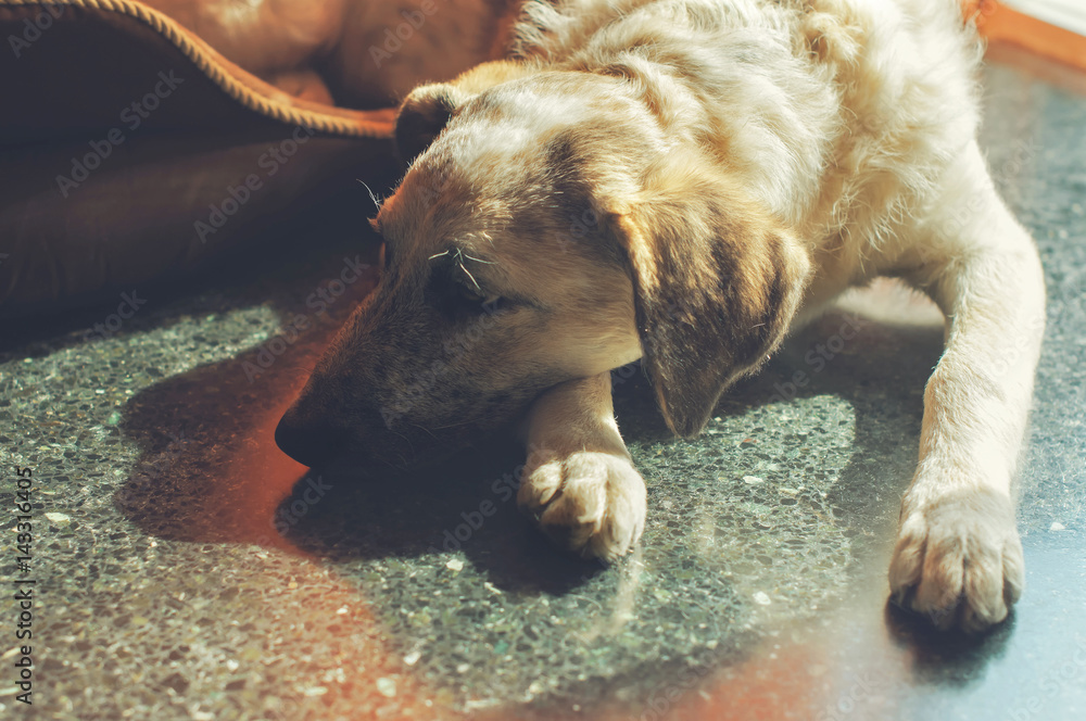 Relaxed puppy black and white half-blood dog lying in her dog's bed ...