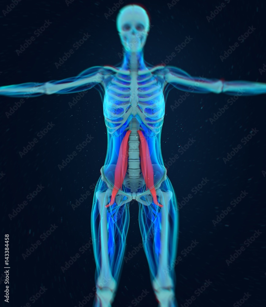Female psoas muscle. Soul muscle. Human anatomy muscular system. 3d ...