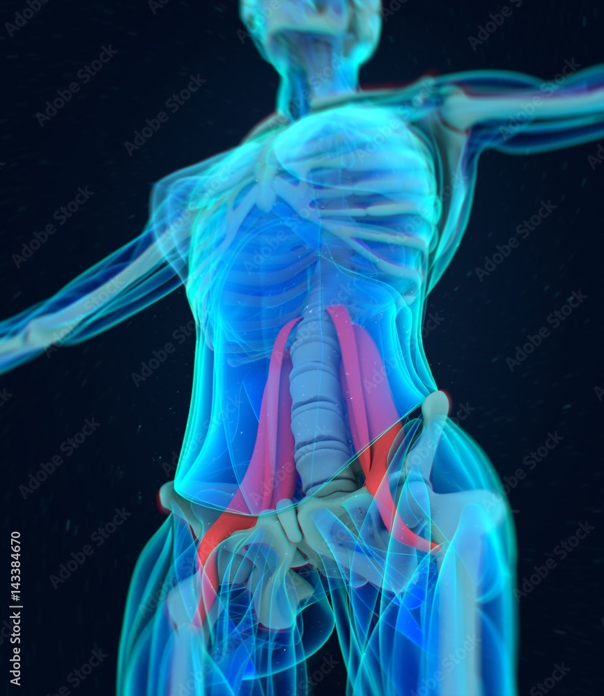 Female psoas muscle. Soul muscle. Human anatomy muscular system. 3d ...
