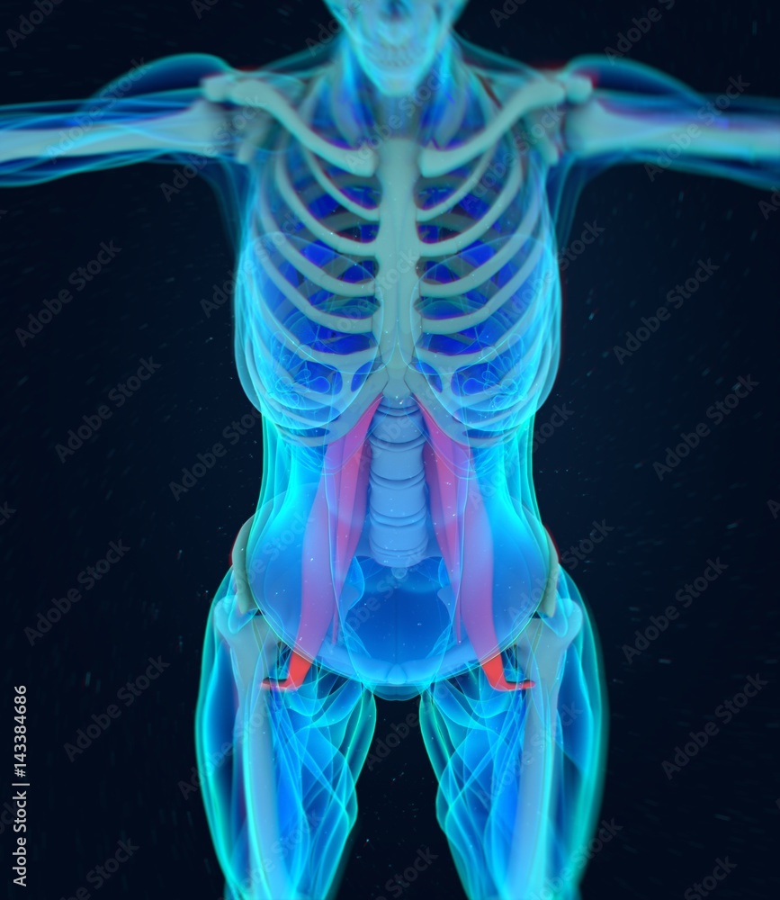 Female psoas muscle. Soul muscle. Human anatomy muscular system. 3d ...