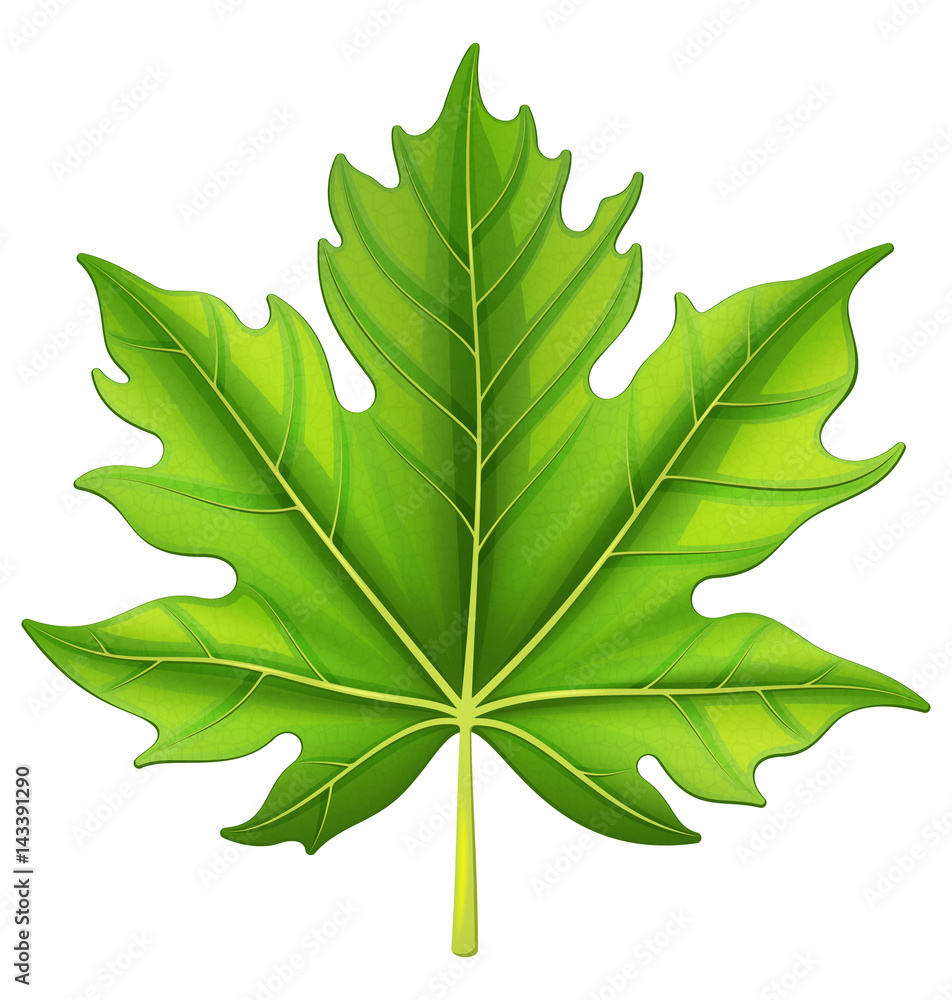 Green Maple Leaf Clipart