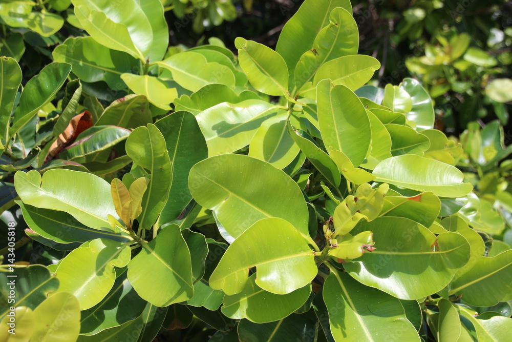 Takamaka Tree or Calophyllum ilophyllum / This Tree grows at the Beach ...