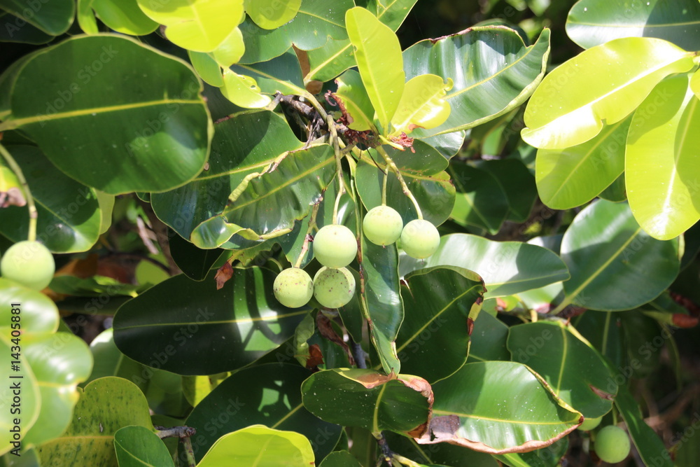Takamaka Tree or Calophyllum ilophyllum / This Tree grows at the Beach ...