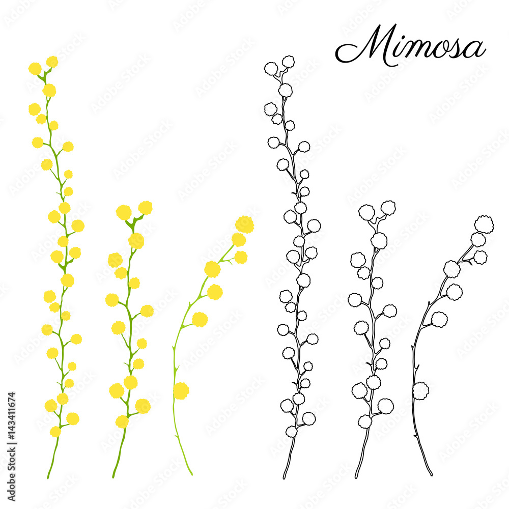 Mimosa flower hand drawn vector color illustration isolated on white ...