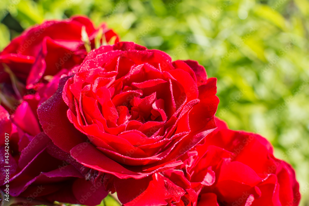 Blood Red Rose Wallpaper