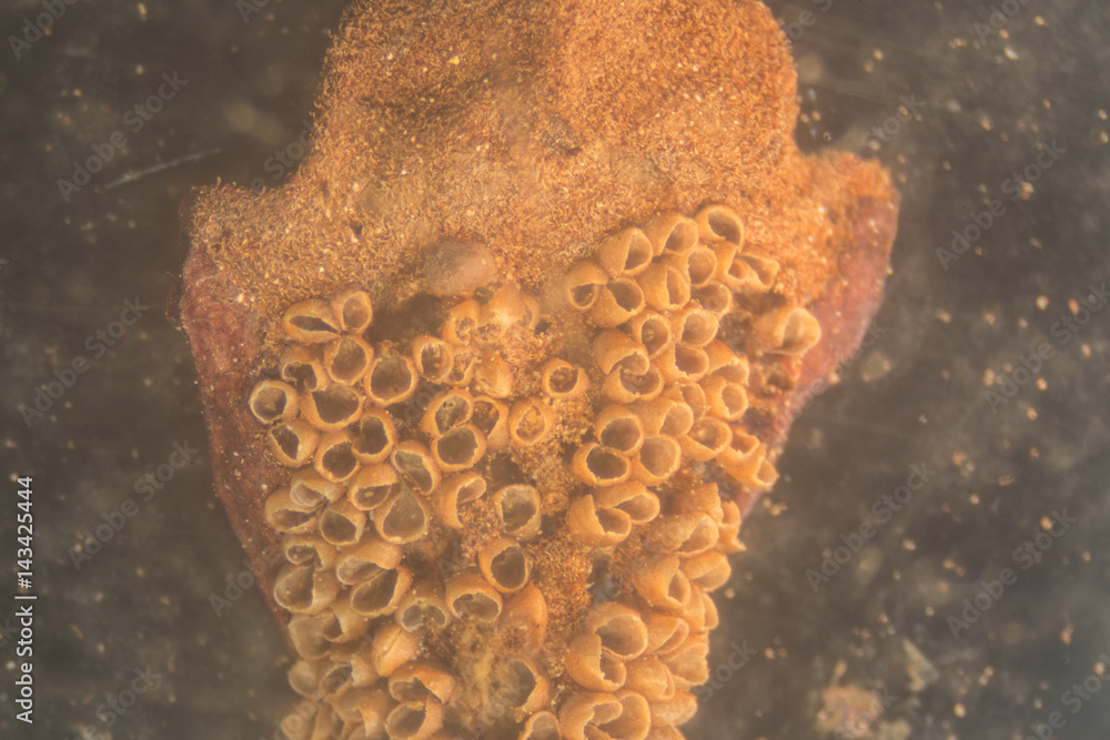 Foto de Microsporophyll of cycas under the Stereo microscope view for ...