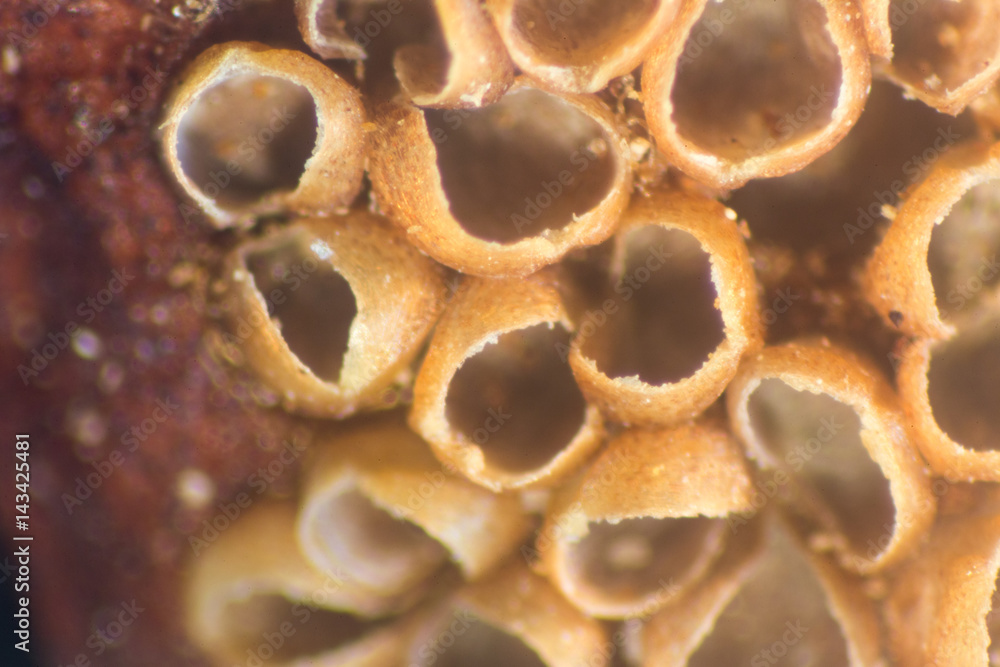 Foto de Microsporophyll of cycas under the Stereo microscope view for ...