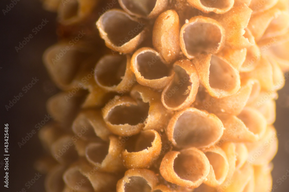 Microsporophyll of cycas under the Stereo microscope view for education ...