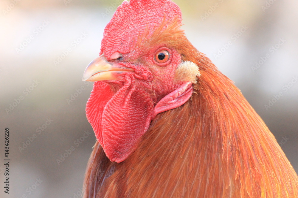 red rustic pituh on a walk Stock Photo | Adobe Stock