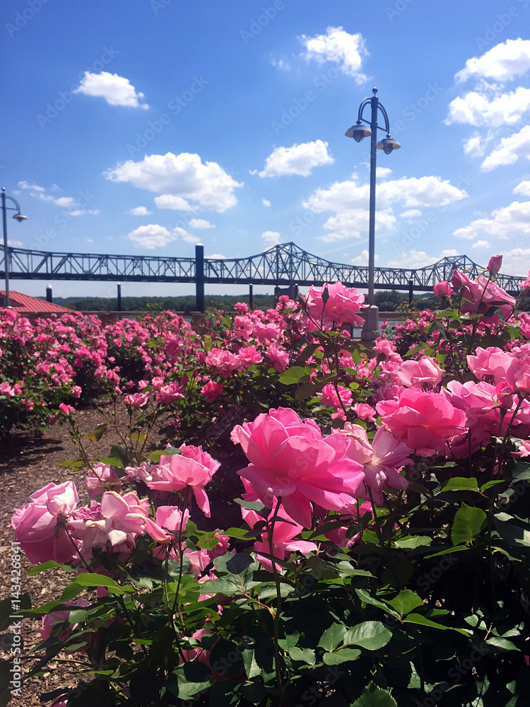 pink rose garden along riverfront along Illinois River in Peoria, IL ...