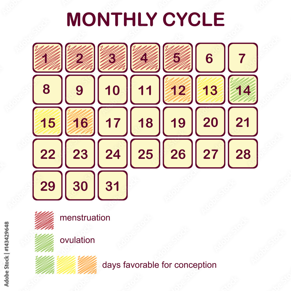 Menstrual Cycle Pregnancy Chart