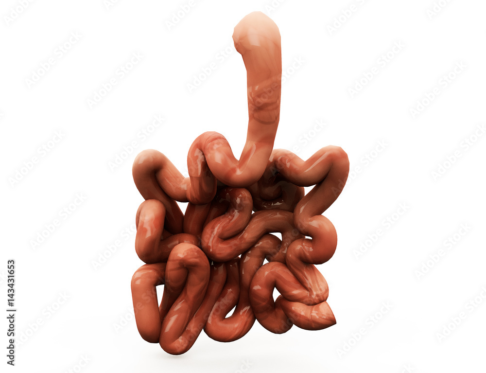 Human Intestine Anatomy Illustration. 3D rendering Stock Illustration ...